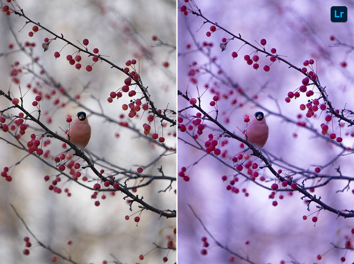 Bird | Remix | Photoshop Lightroom