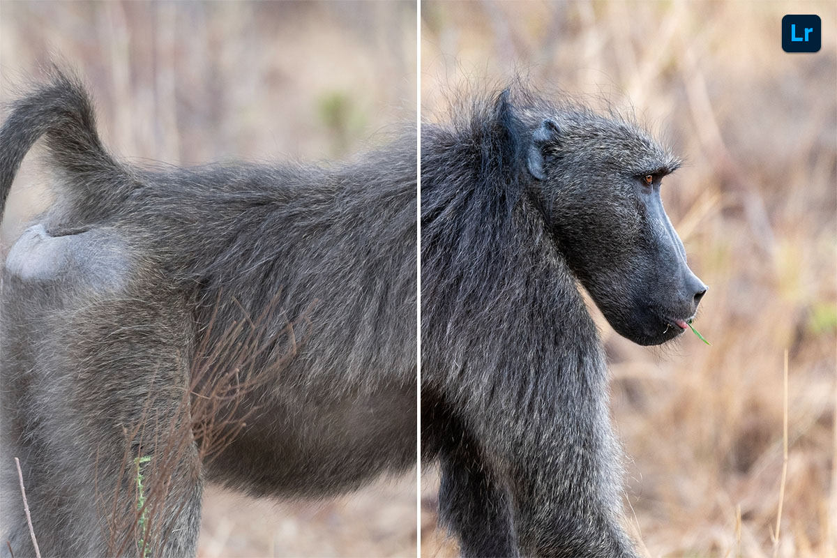 Baboon | Edit | Photoshop Lightroom