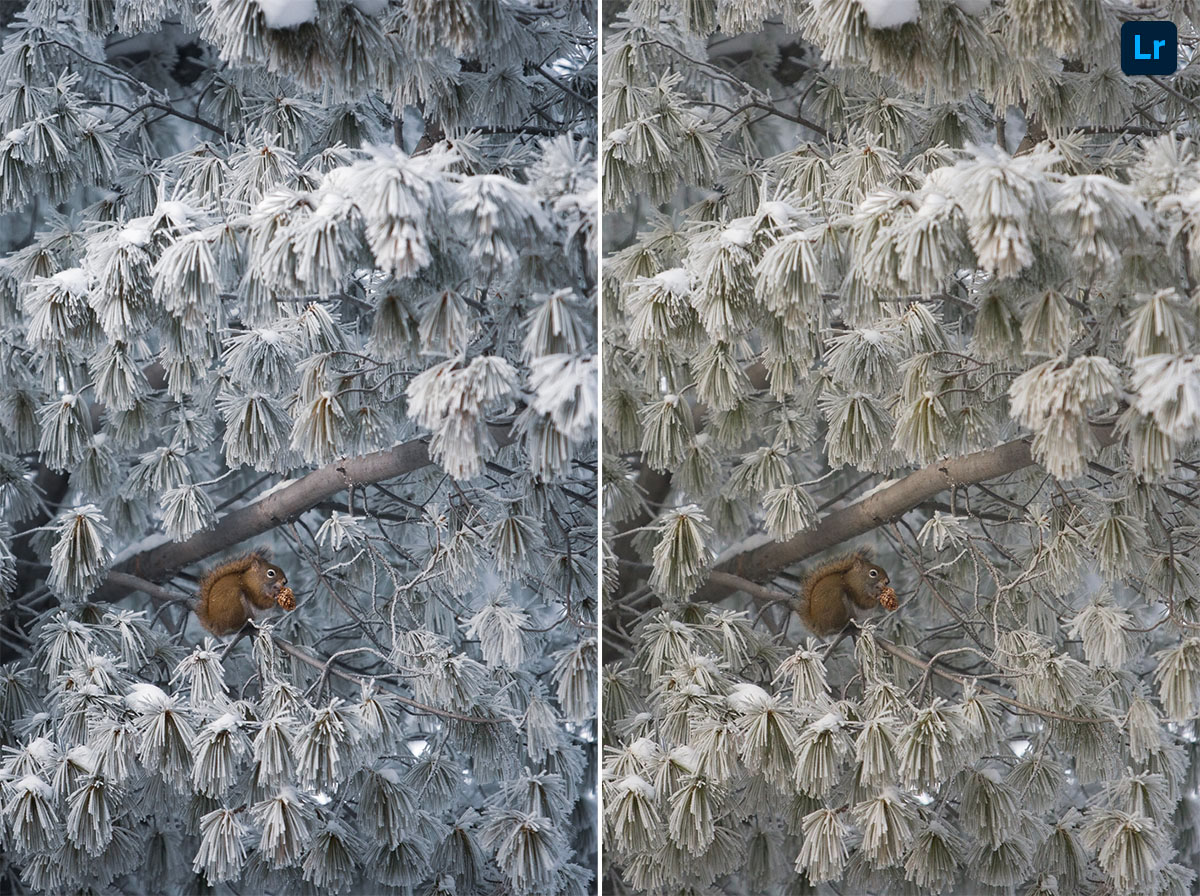 Icy Squirrel | Edit | Photoshop Lightroom