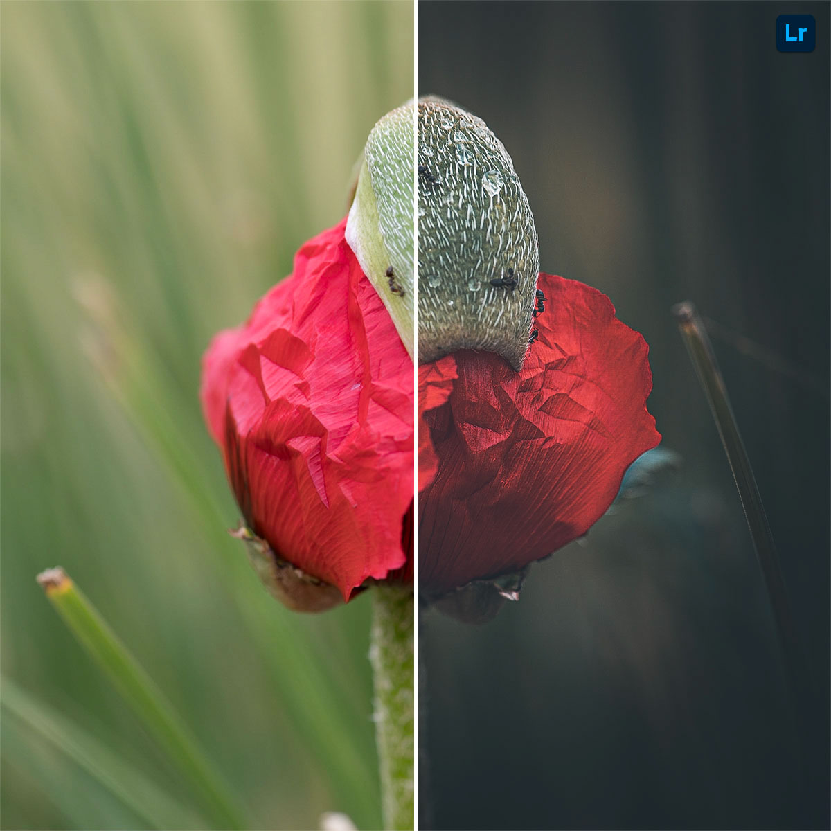 Poppy | Edit | Photoshop Lightroom