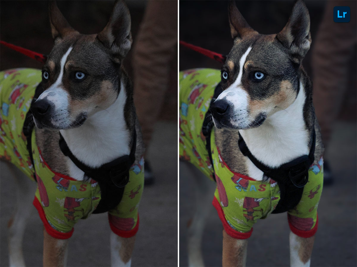 Kang the Dog | Edit | Photoshop Lightroom