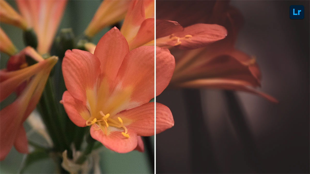 Beautiful Flowers | Edit | Photoshop Lightroom