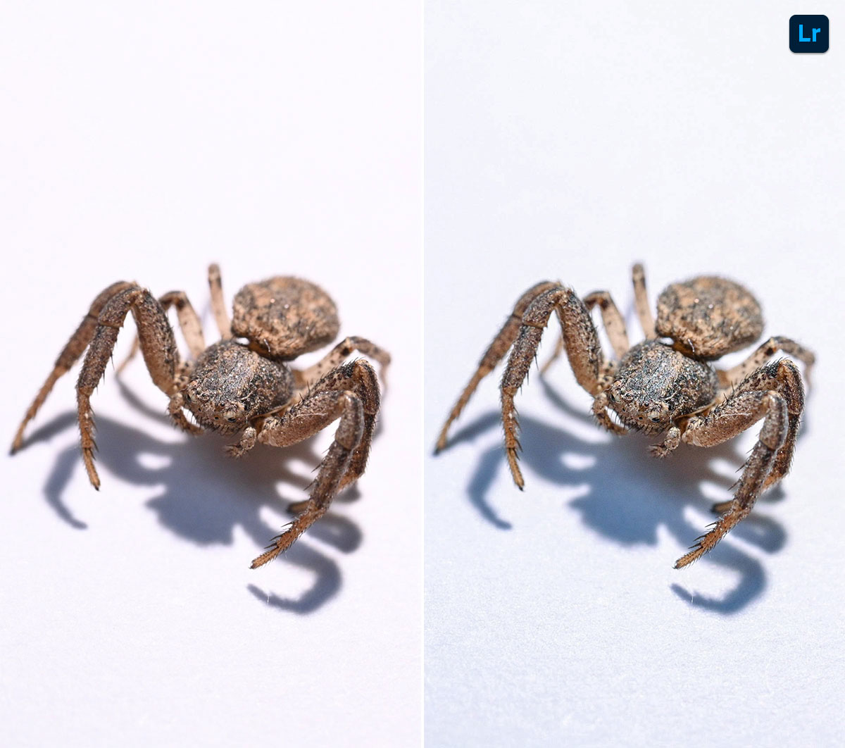 Spider | Edit | Photoshop Lightroom
