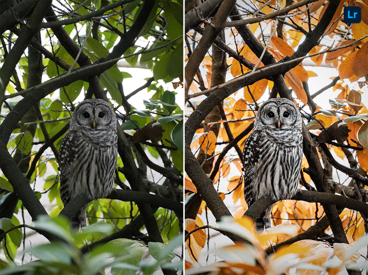 owl | Edit | Photoshop Lightroom