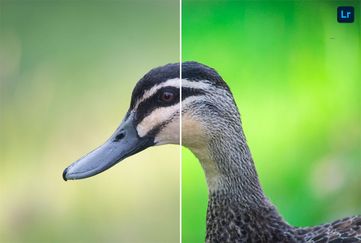 Duck | Edit | Photoshop Lightroom