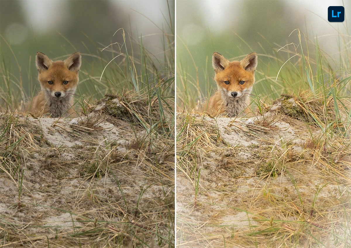fox Mikkel | Edit | Photoshop Lightroom