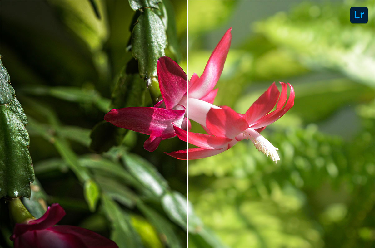 Red | Remix | Photoshop Lightroom