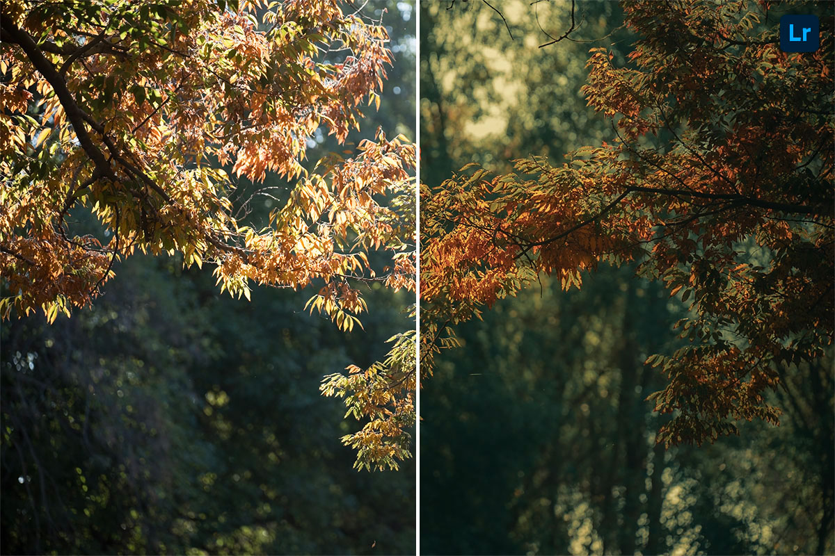 nature Leaves | Edit | Photoshop Lightroom