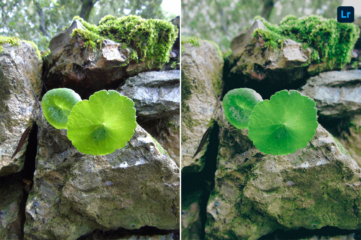 leaves | Edit | Photoshop Lightroom