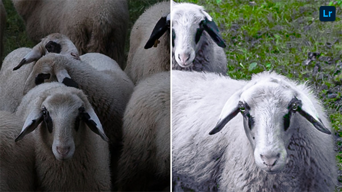 Sheep | Edit | Photoshop Lightroom