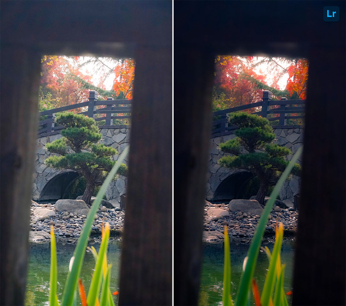 Bonsai tree | Edit | Photoshop Lightroom