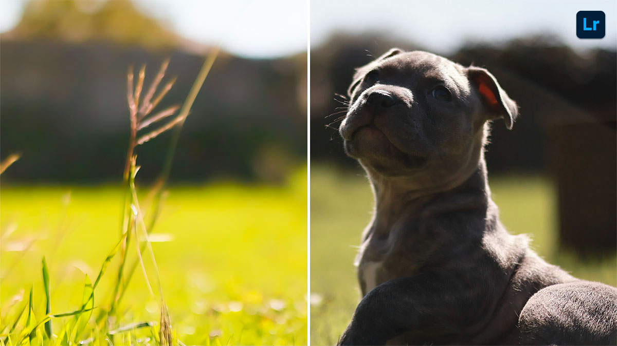 Chico | Edit | Photoshop Lightroom