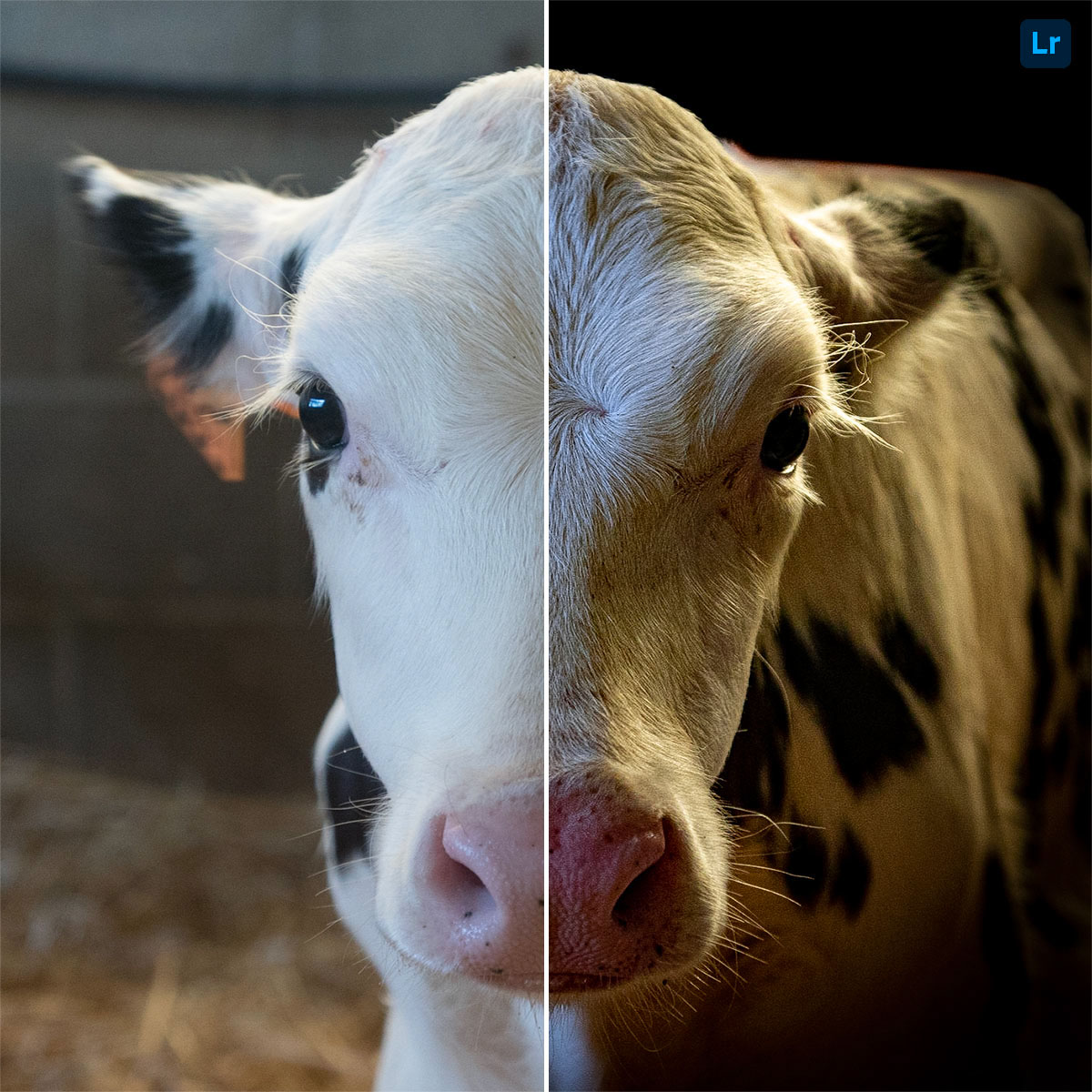 Cow | Edit | Photoshop Lightroom