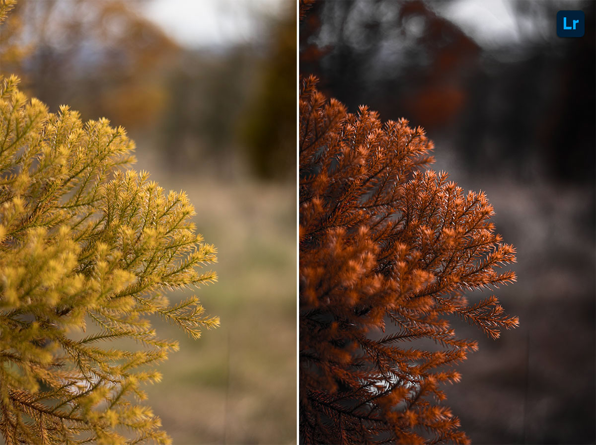 Autumn leaves | Edit | Photoshop Lightroom