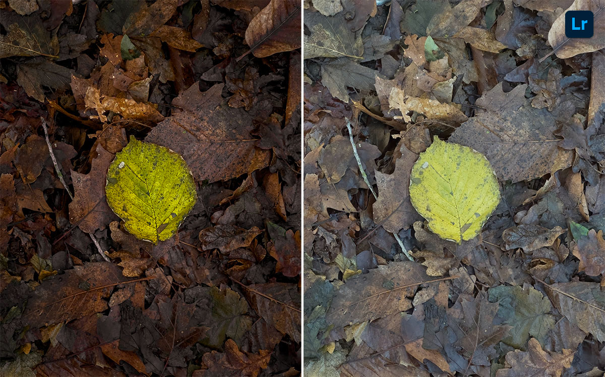 Popping Autumn Leaf | Edit | Photoshop Lightroom