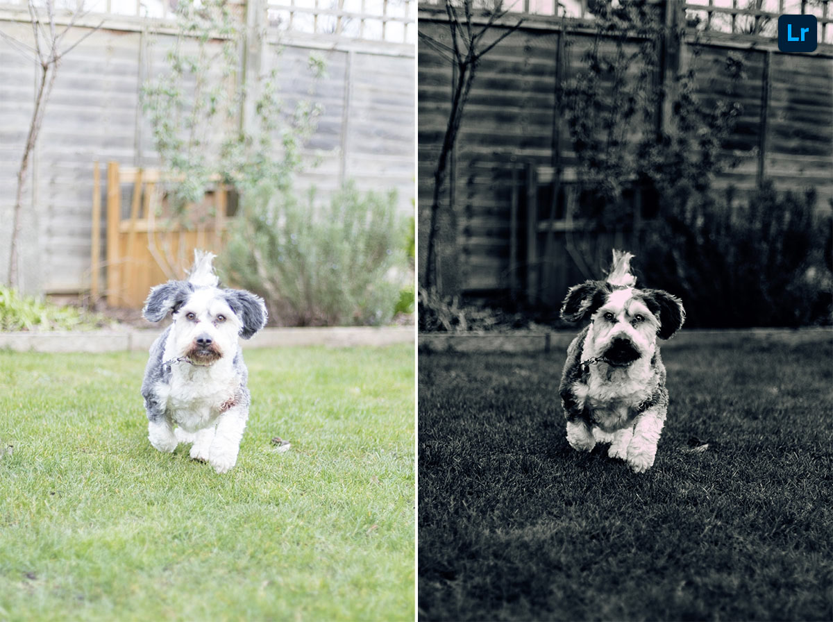 Coco | Edit | Photoshop Lightroom
