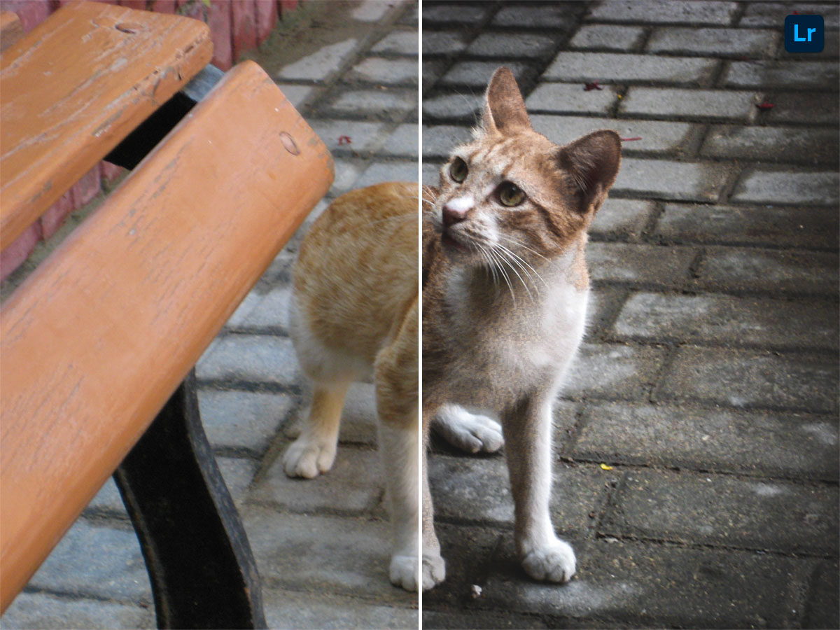 ginger | Edit | Photoshop Lightroom