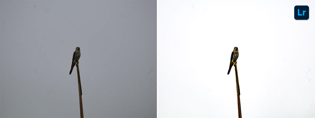 falcon | Remix | Photoshop Lightroom