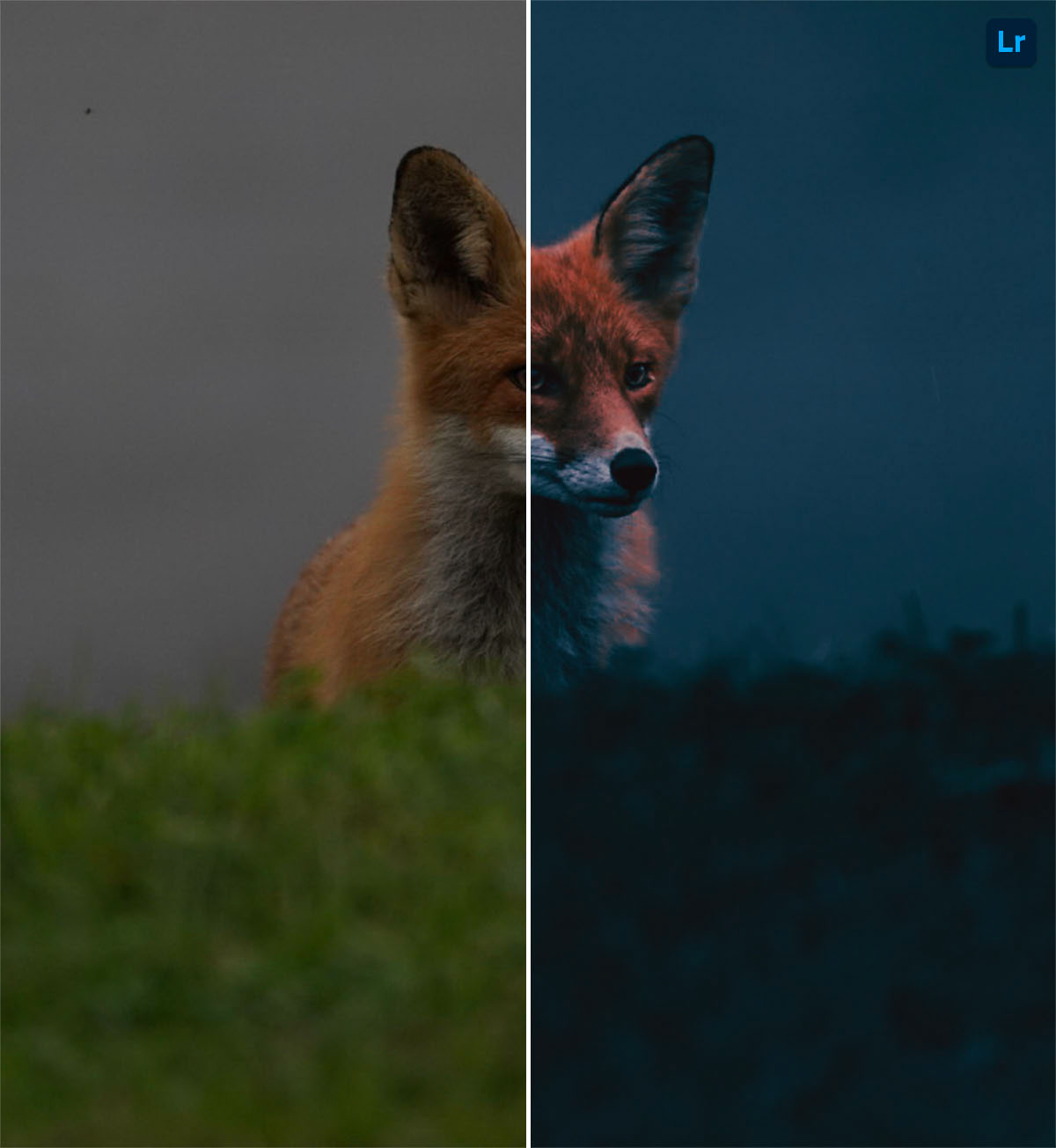 Fox | Remix | Photoshop Lightroom