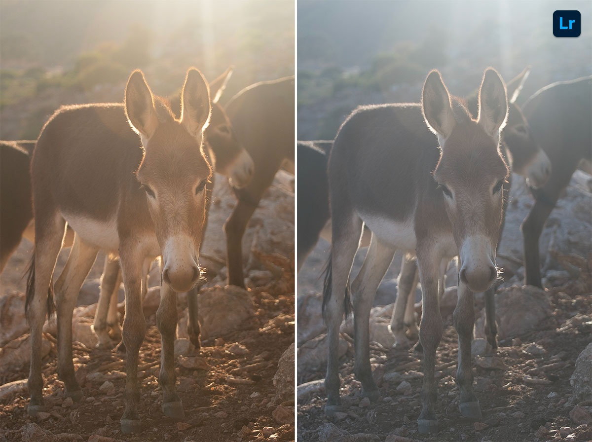 Donkey | Edit | Photoshop Lightroom