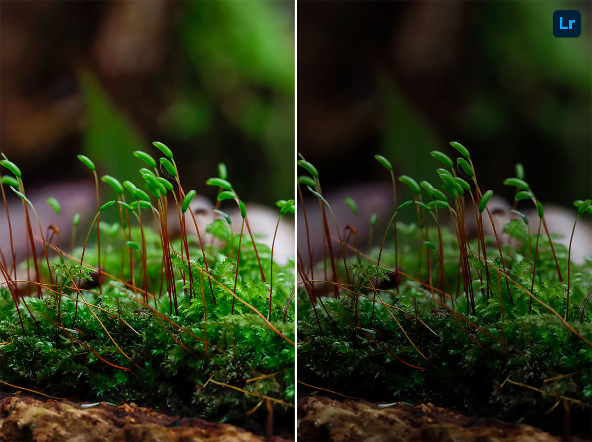 little plant plus insect | Remix | Photoshop Lightroom