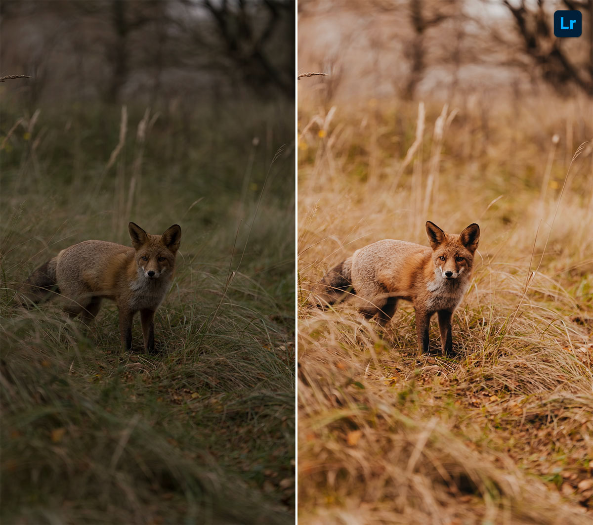 Little cute orange fox | Remix | Photoshop Lightroom