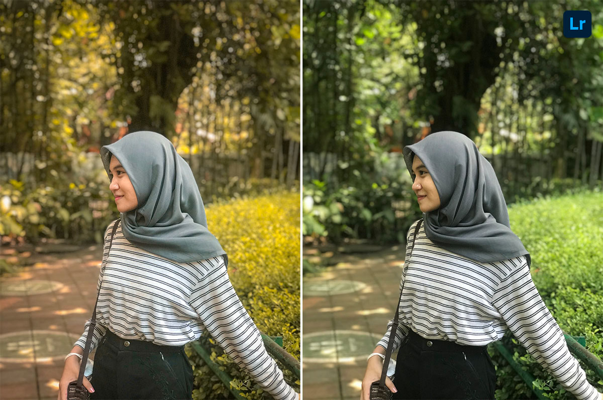 yellowish leaves | Edit | Photoshop Lightroom