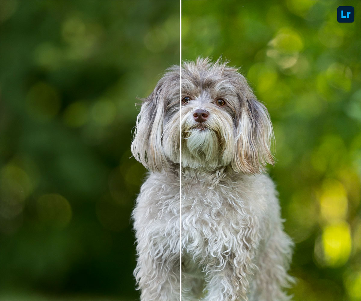 Regal Beagle | Remix | Photoshop Lightroom