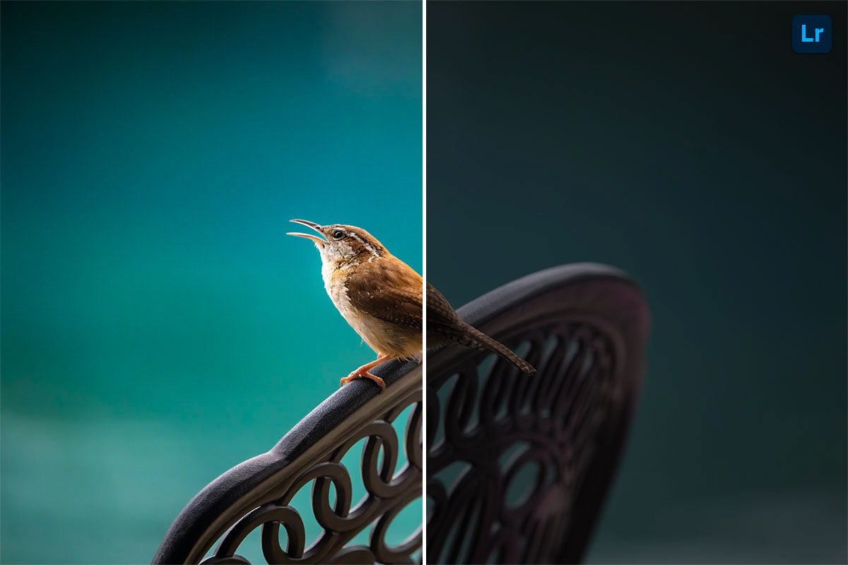 Morning Song | Edit | Photoshop Lightroom