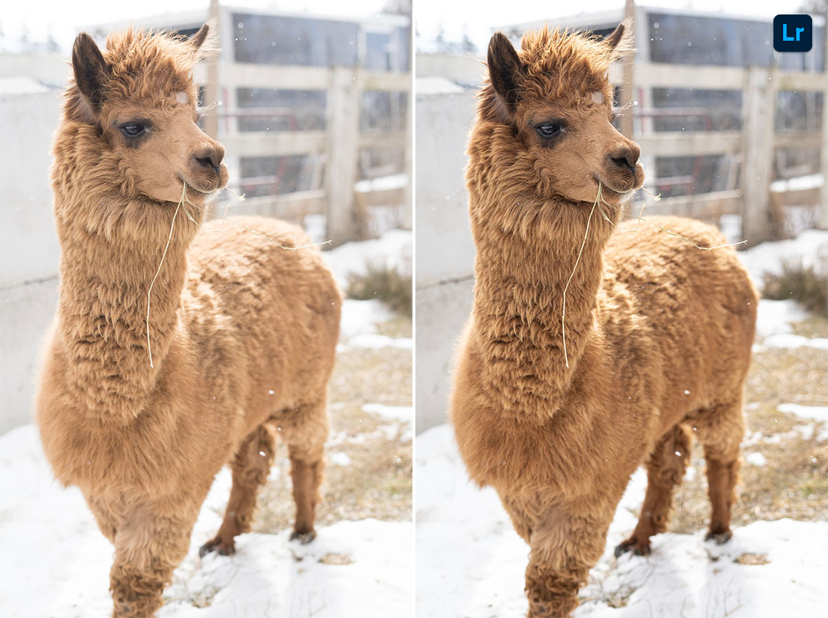 Alpacas .005 | Edit | Photoshop Lightroom