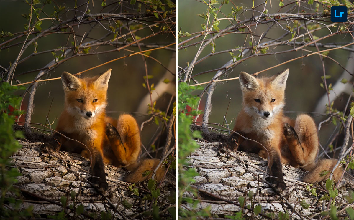 Red Fox | Remix | Photoshop Lightroom