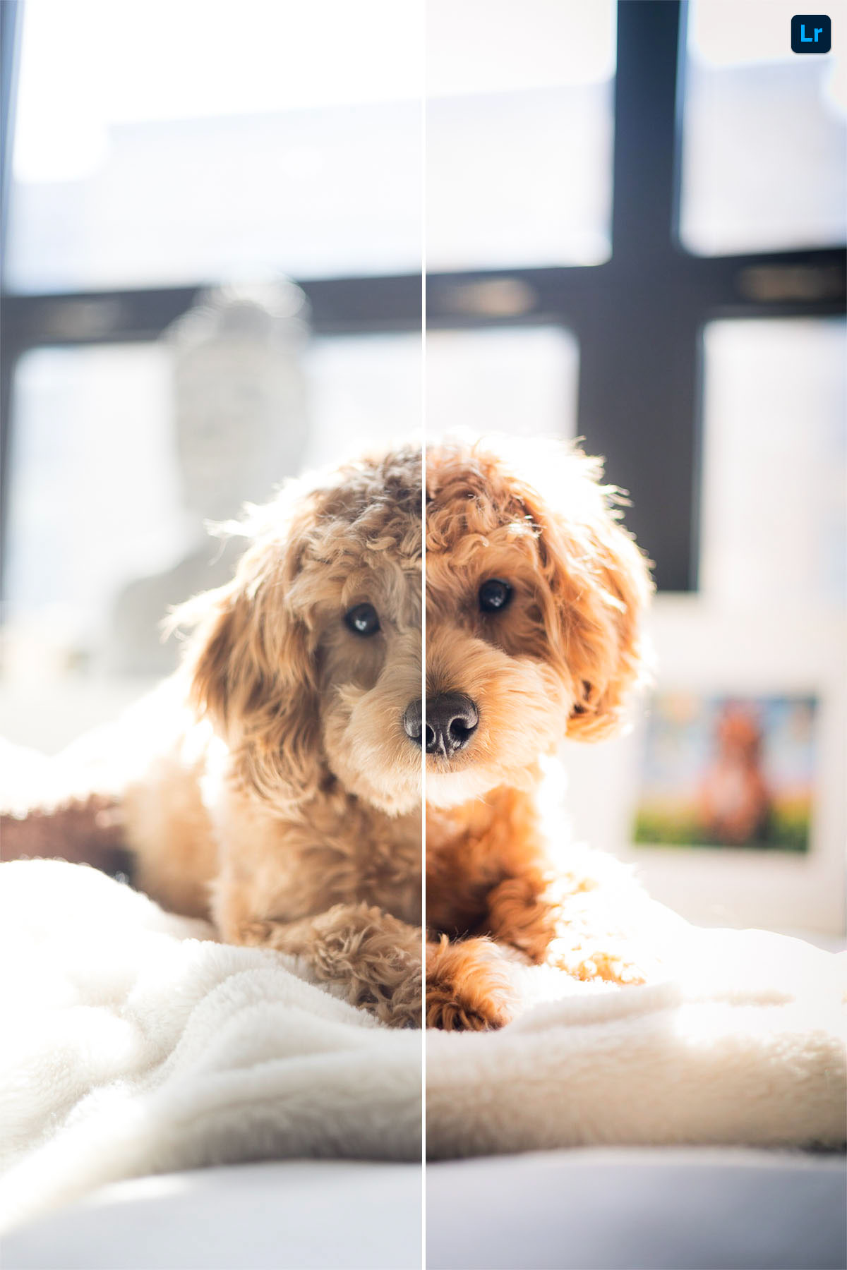 Simba | Edit | Photoshop Lightroom