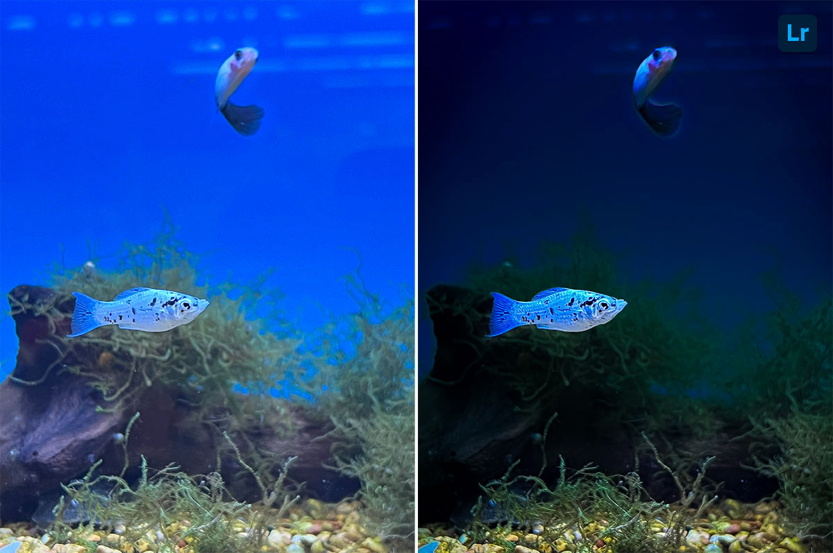 Fish Tank | Edit | Photoshop Lightroom