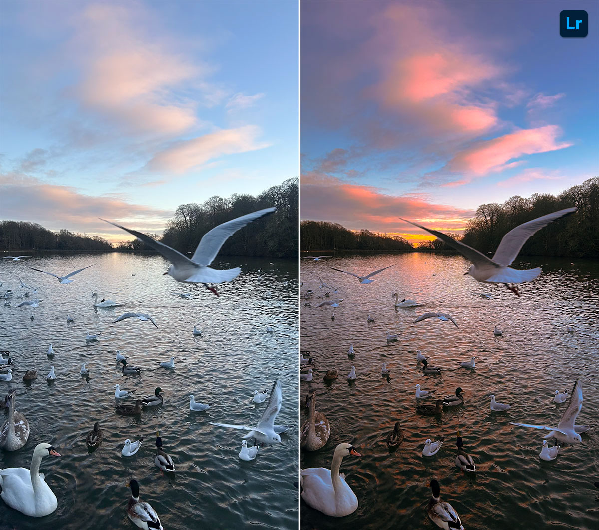 Swans and ducks | Edit | Photoshop Lightroom