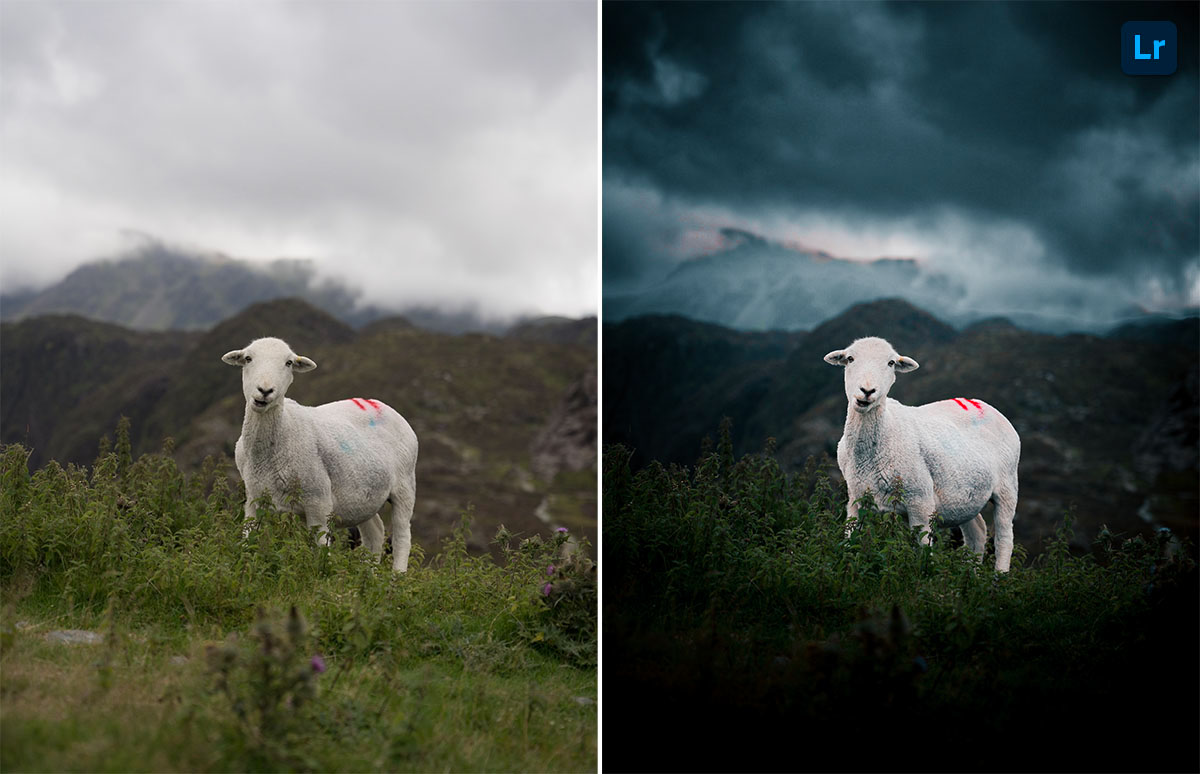 Moody sheep | Edit | Photoshop Lightroom