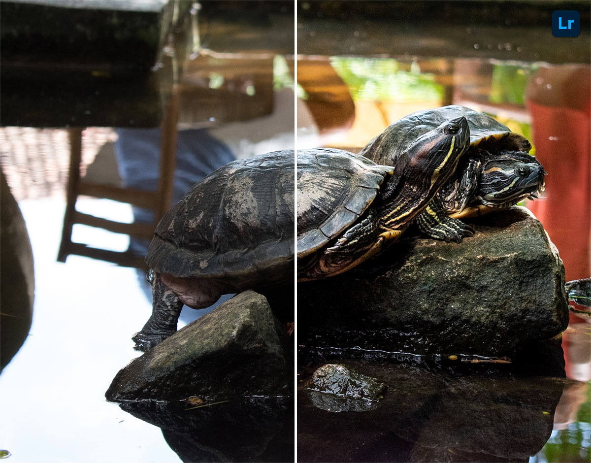 The Ninja Turtles | Remix | Photoshop Lightroom