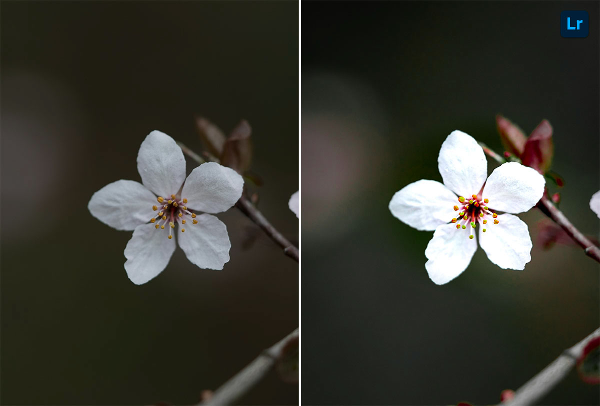 Bloom within 🌸 | Remix | Photoshop Lightroom