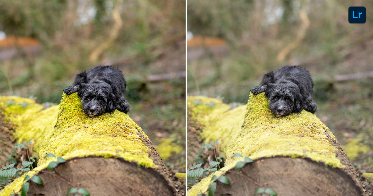 Dog on a Log | Remix | Photoshop Lightroom