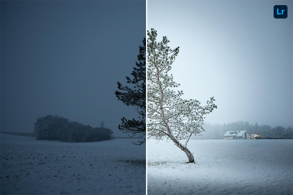 Tree | Edit | Photoshop Lightroom