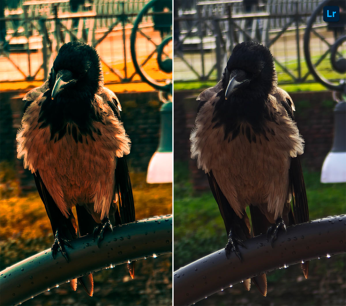 Wonder fly | Remix | Photoshop Lightroom