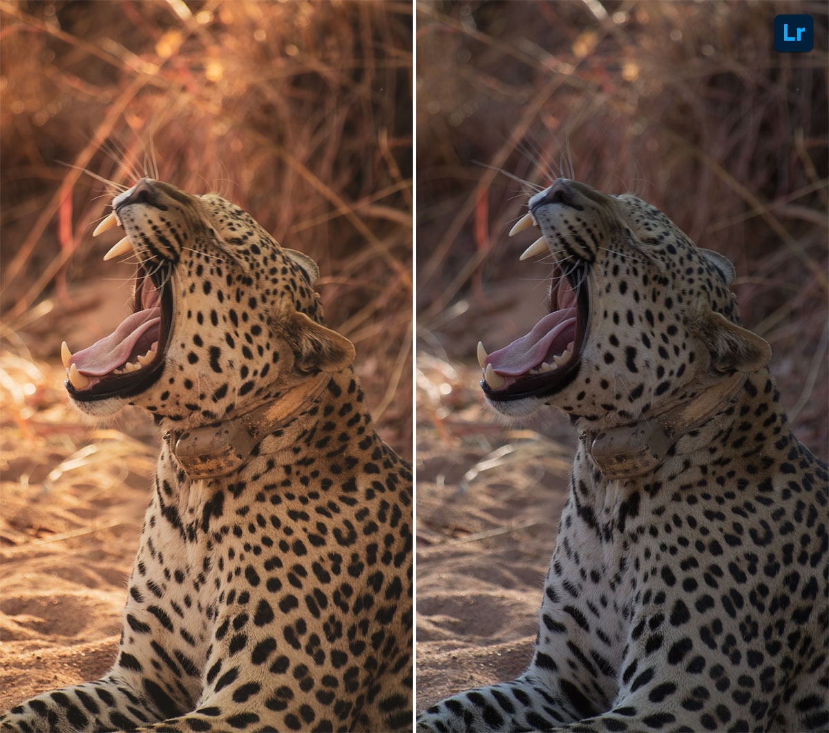 Leopard | Remix | Photoshop Lightroom