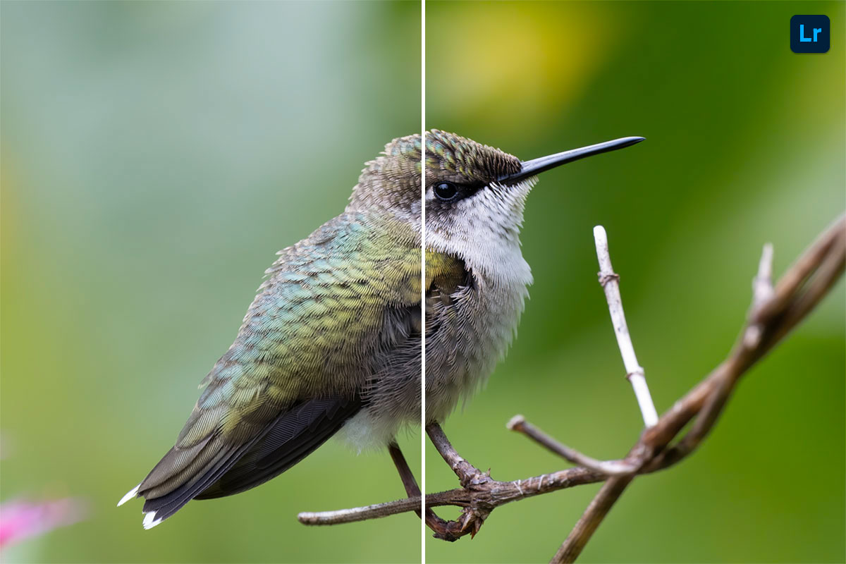 Humming Bird | Edit | Photoshop Lightroom