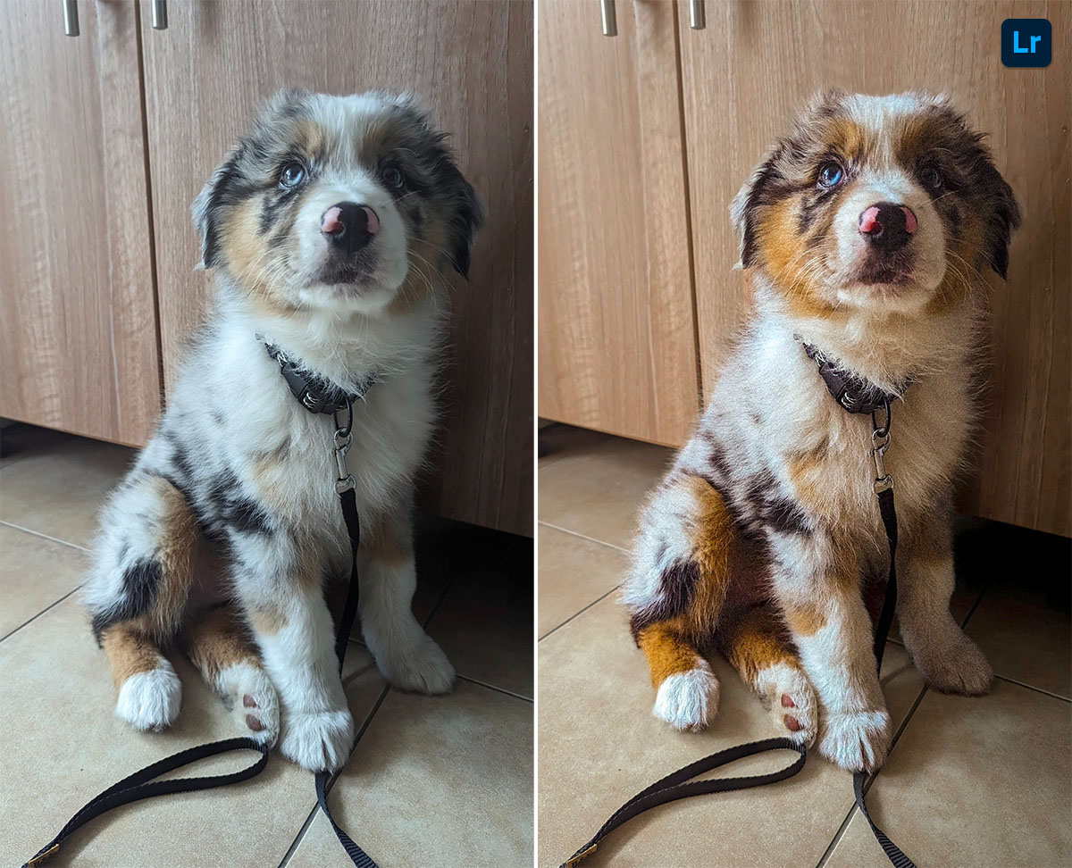 New puppy | Edit | Photoshop Lightroom