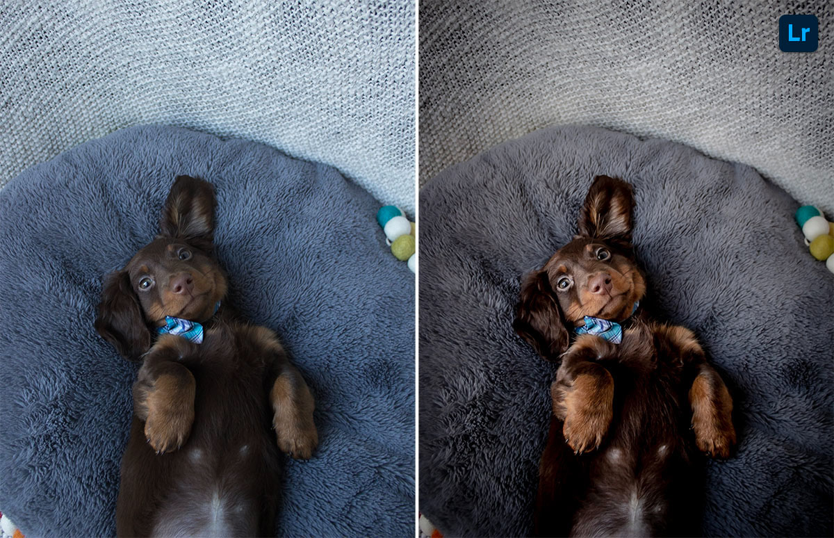 All Ears | Edit | Photoshop Lightroom