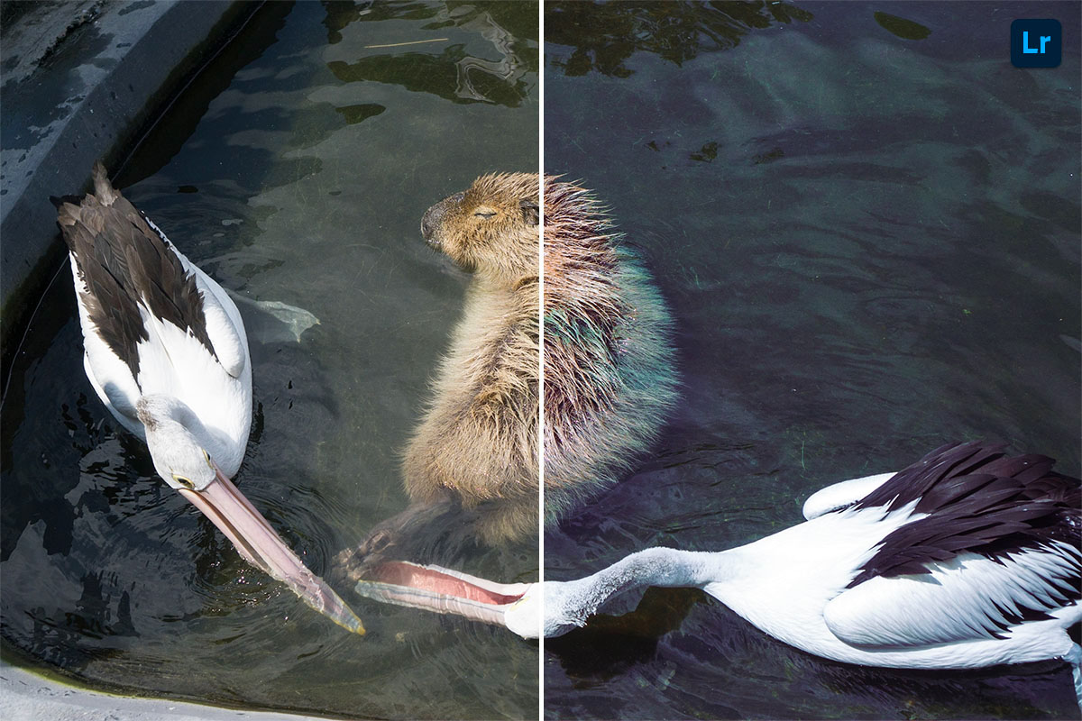 Lazy | Edit | Photoshop Lightroom