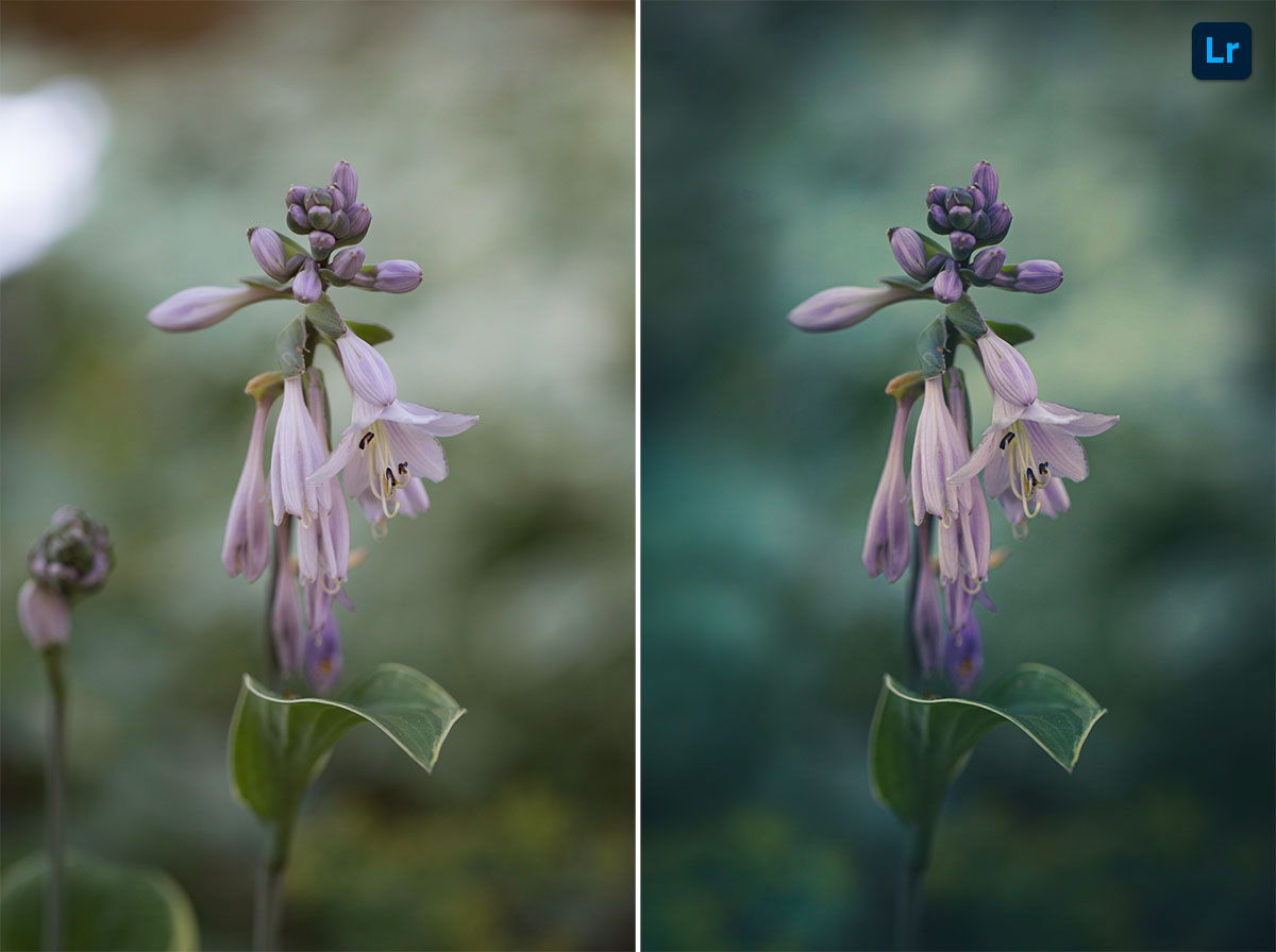 Breezy flowers | Edit | Photoshop Lightroom