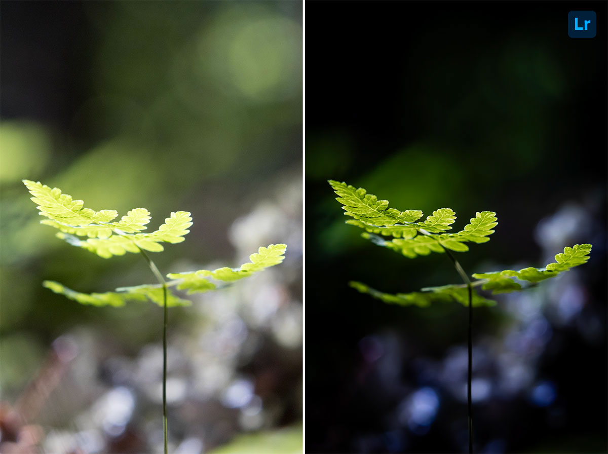 fern | Remix | Photoshop Lightroom