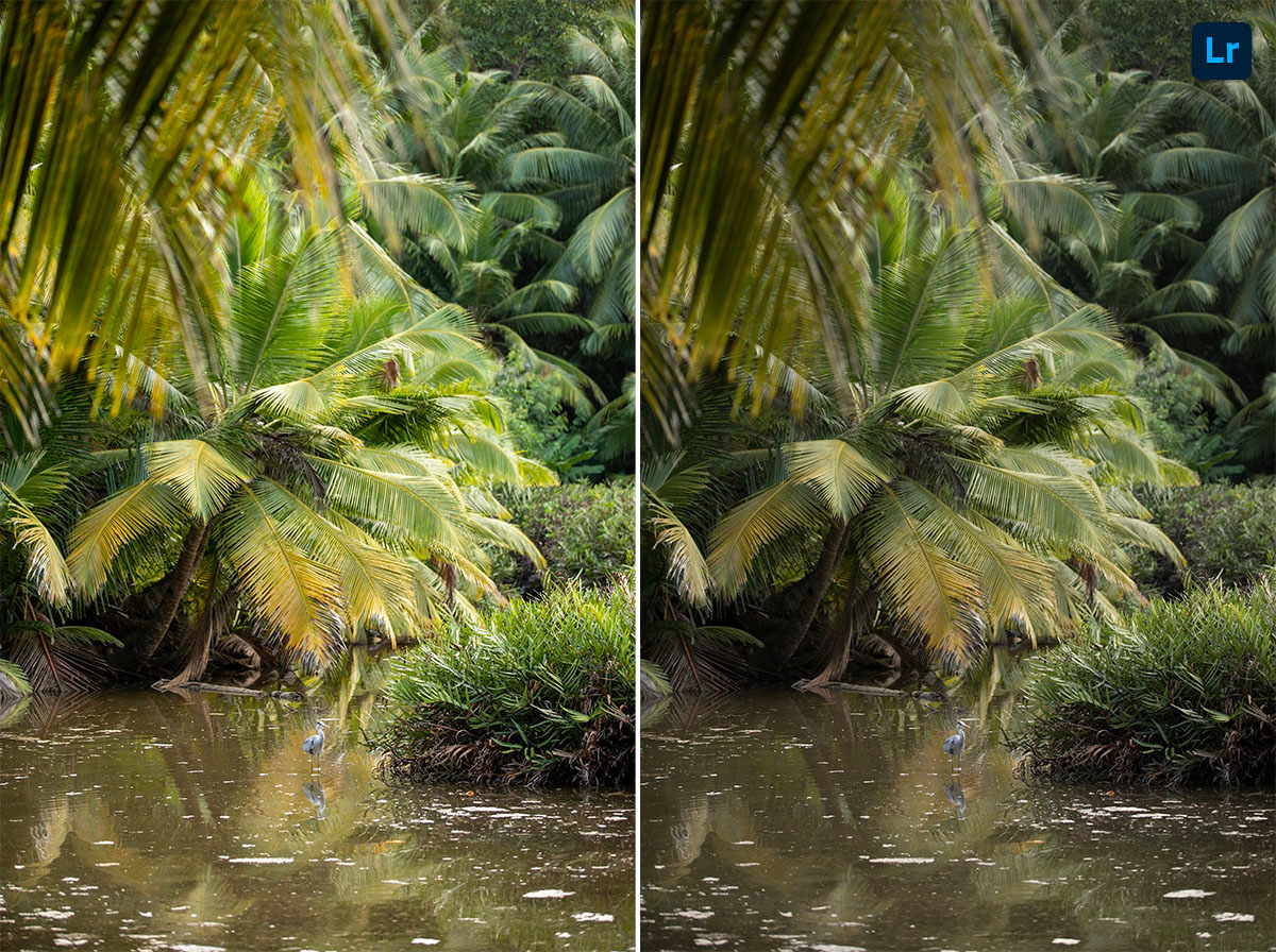 Nature théatrale | Remix | Photoshop Lightroom