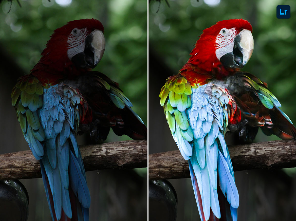Parrot | Edit | Photoshop Lightroom