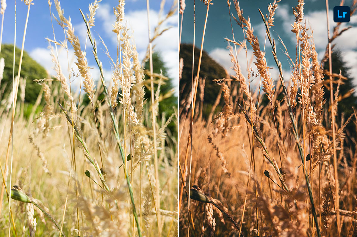 Wheat in a field | Edit | Photoshop Lightroom